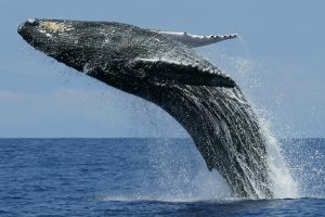 Top 10 Biggest Animals in the World: Meet the Giants | DEKALIST